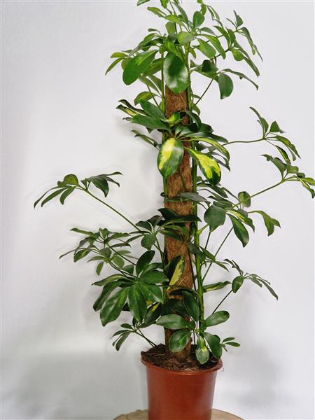 Schefflera Plant