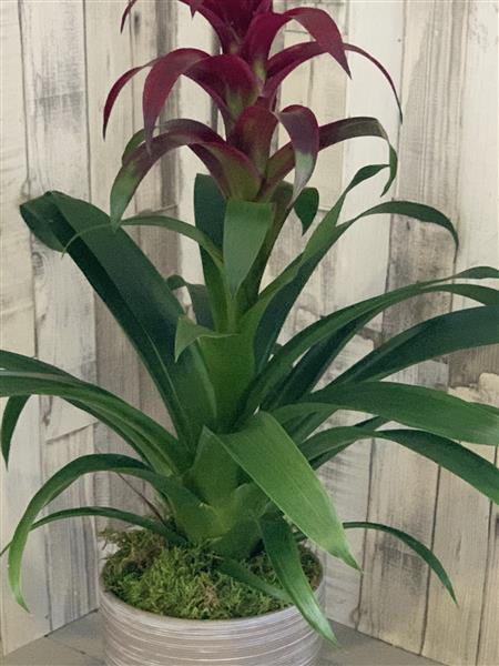 Bromeliad in Container